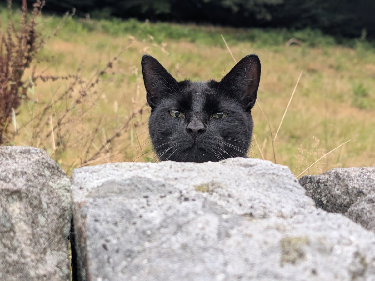 Fantasy feline – Esther Waite